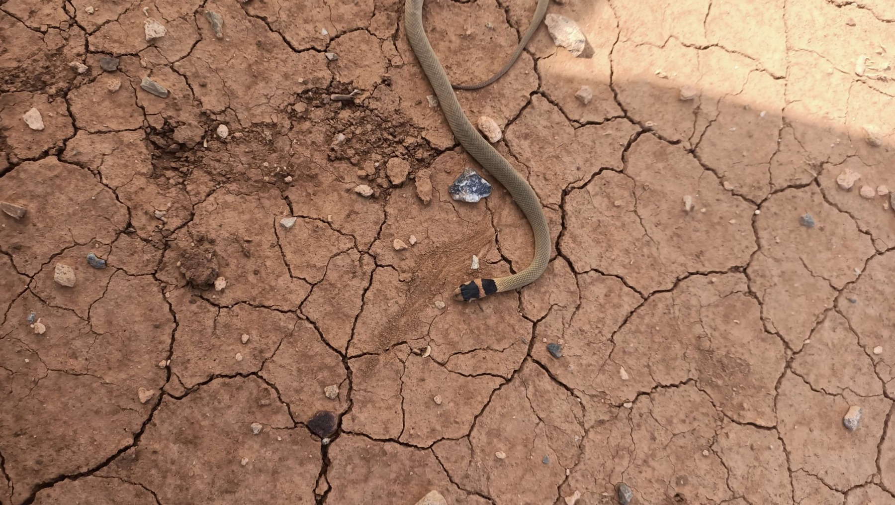 Our Gallery - Snake Catchers Adelaide