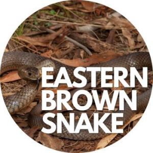 Snake Identification - Snake Catchers Adelaide