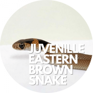 Snake Identification - Snake Catchers Adelaide