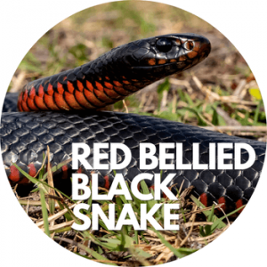 Snake Identification - Snake Catchers Adelaide