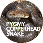 Snake Identification - Snake Catchers Adelaide