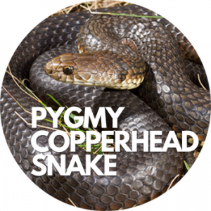 Snake Identification - Snake Catchers Adelaide