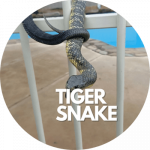 Snake Identification - Snake Catchers Adelaide