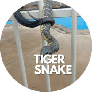 Snake Identification - Snake Catchers Adelaide